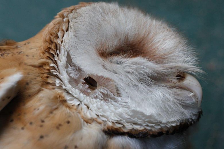 Heersers van de duisternis | Vogelbescherming