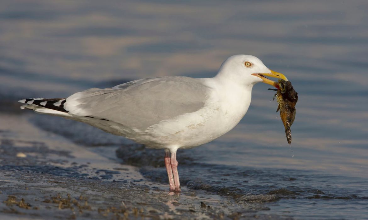 Zilvermeeuw | Vogelbescherming