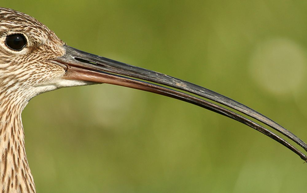 Wie is de wulp? | Vogelbescherming
