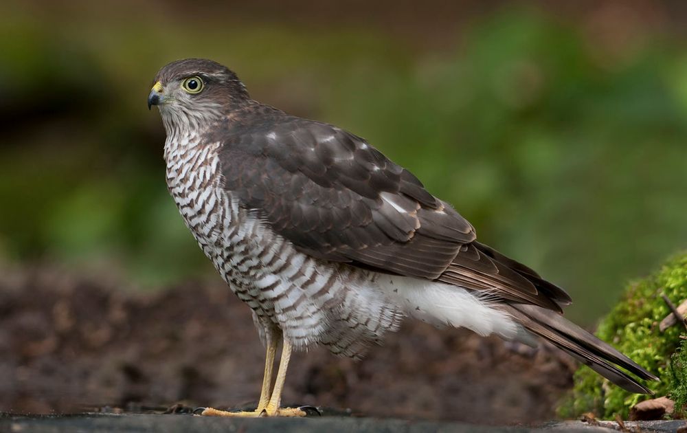 Sperwer | Vogelbescherming