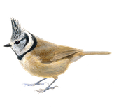 Samen voor vogels en natuur | Vogelbescherming