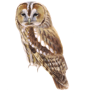 Bosuil | Vogelbescherming