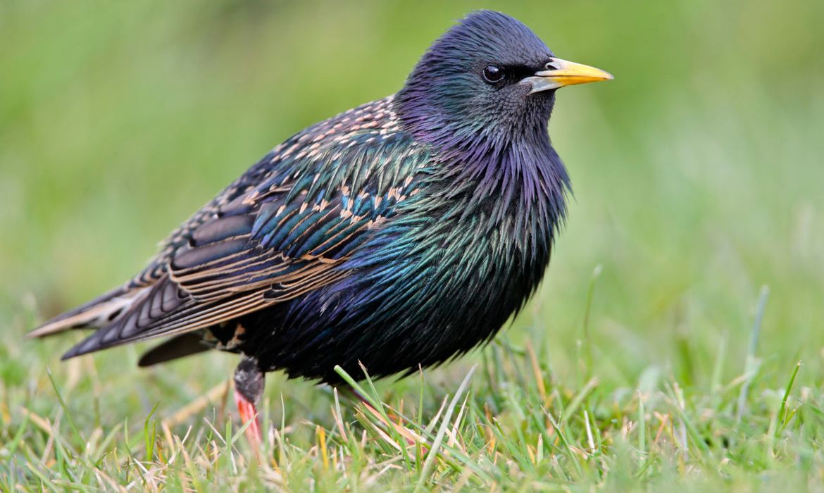 Spreeuw | Vogelbescherming