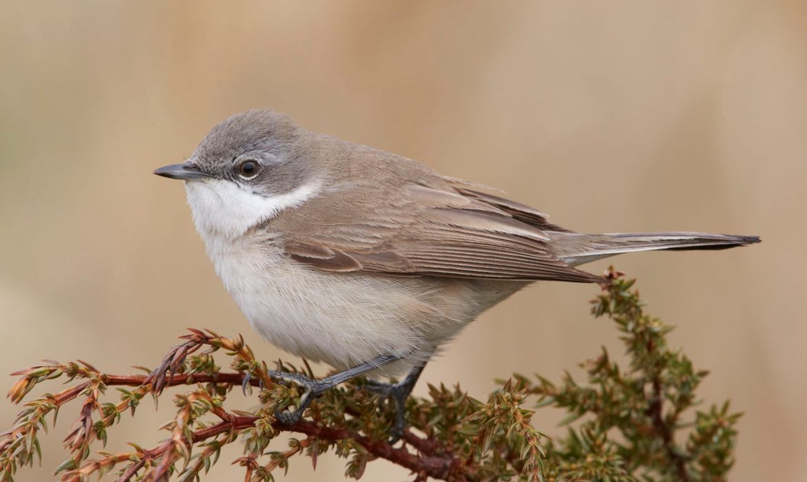 Braamsluiper | Vogelbescherming.nl