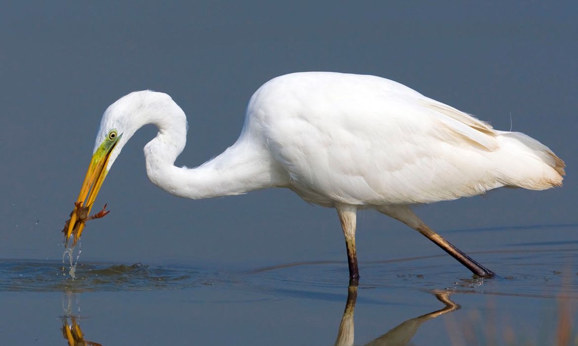 Grote zilverreiger | Vogelbescherming
