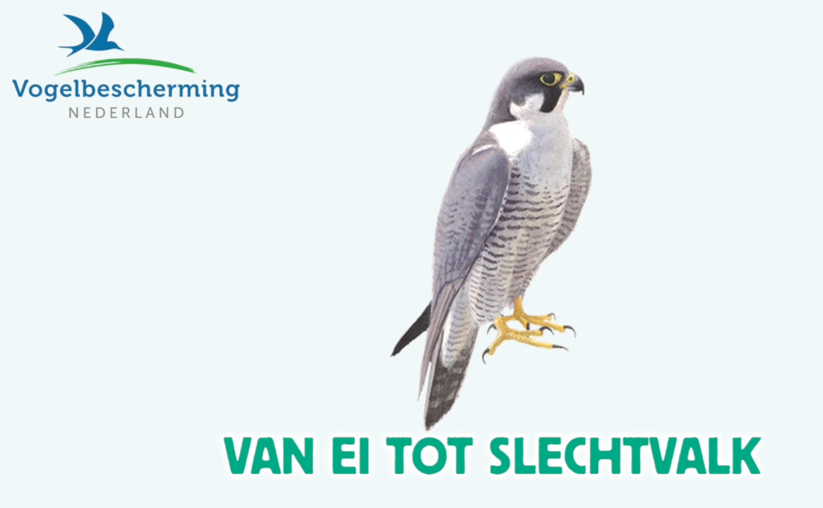 Van ei tot slechtvalk | Vogelbescherming