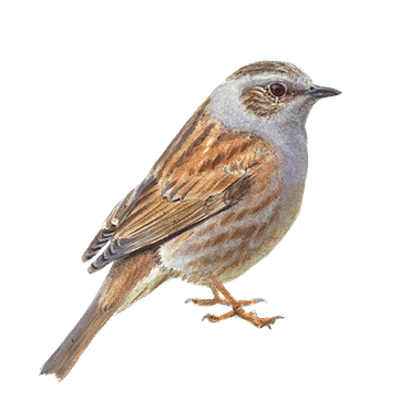 Heggenmus | Vogelbescherming