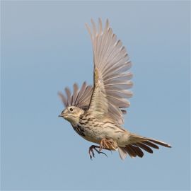 Vogelfotogalerij | Vogelbescherming