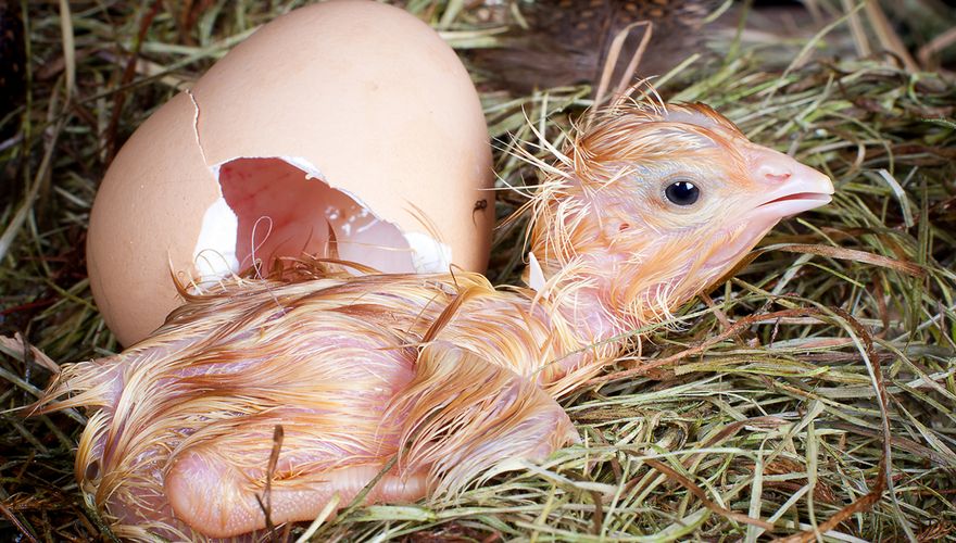 5 gekke feiten over broeden | Vogelbescherming