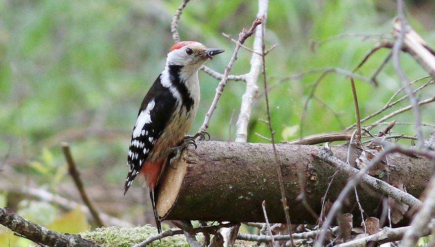 Grote bonte vs. middelste bonte (specht) | Vogelbescherming