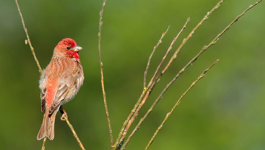 Zeldzaam rood: de roodmus | Vogelbescherming