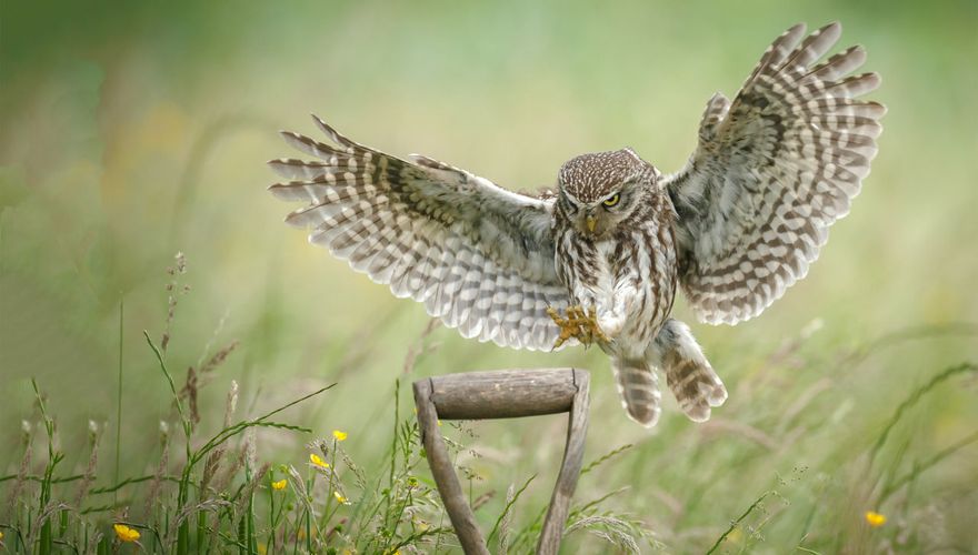 Hoe zijn de Nederlandse uilen juridisch beschermd? | Vogelbescherming