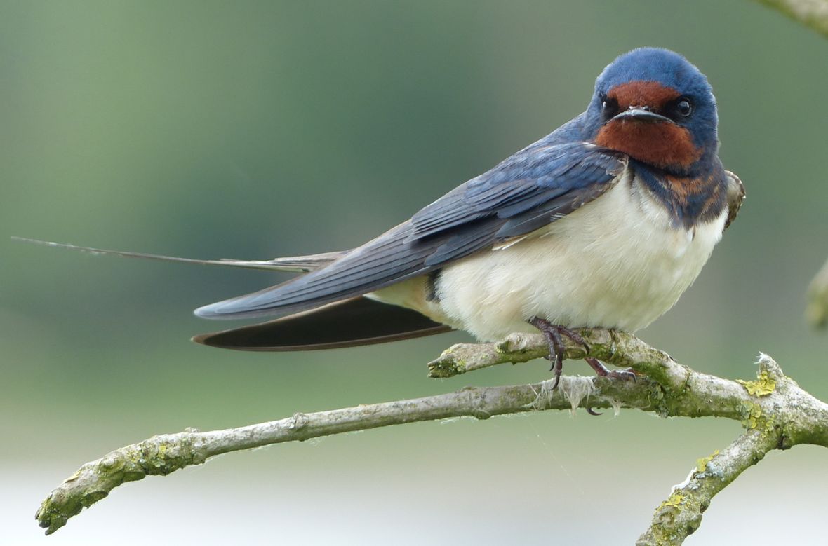 Boerenzwaluw | Vogelbescherming
