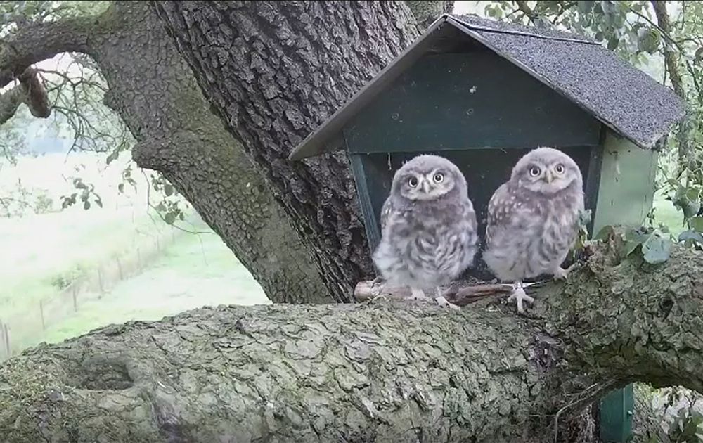 Steenuil | Vogelbescherming