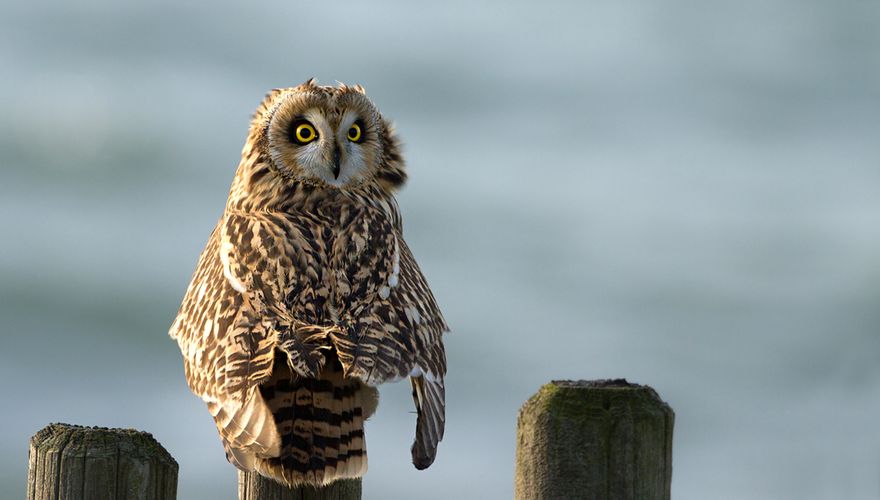 Het uilenmysterie ontrafeld | Vogelbescherming