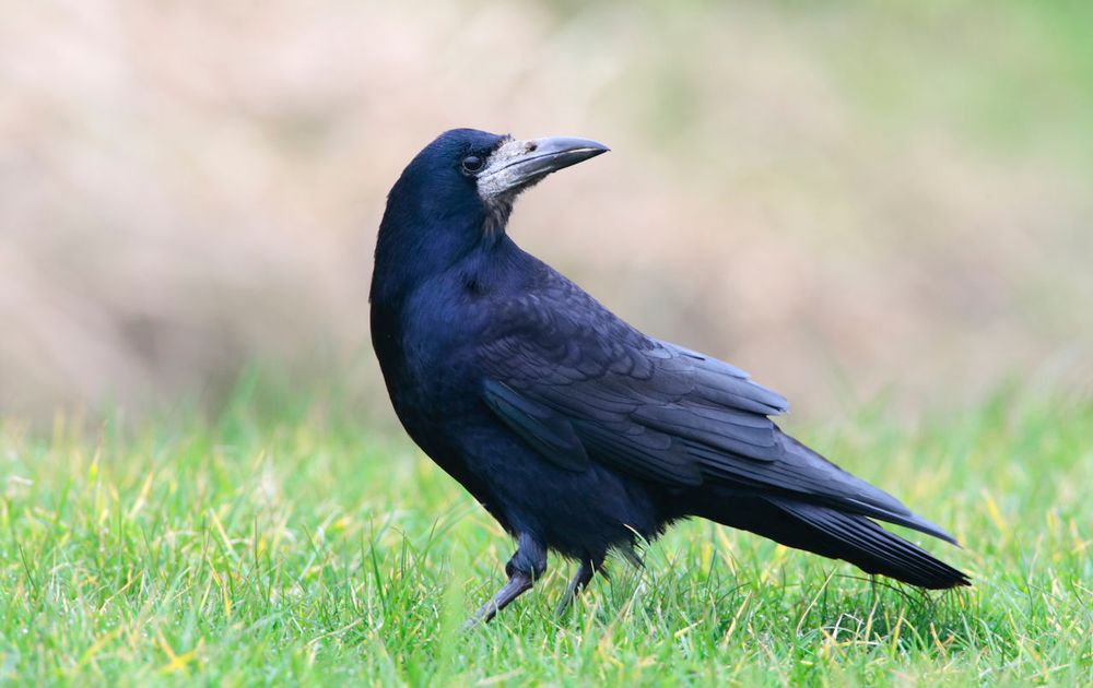 Roek | Vogelbescherming