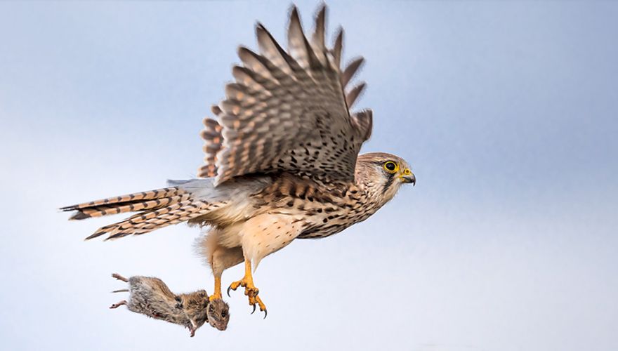 Zes toffe torenvalk-feiten | Vogelbescherming