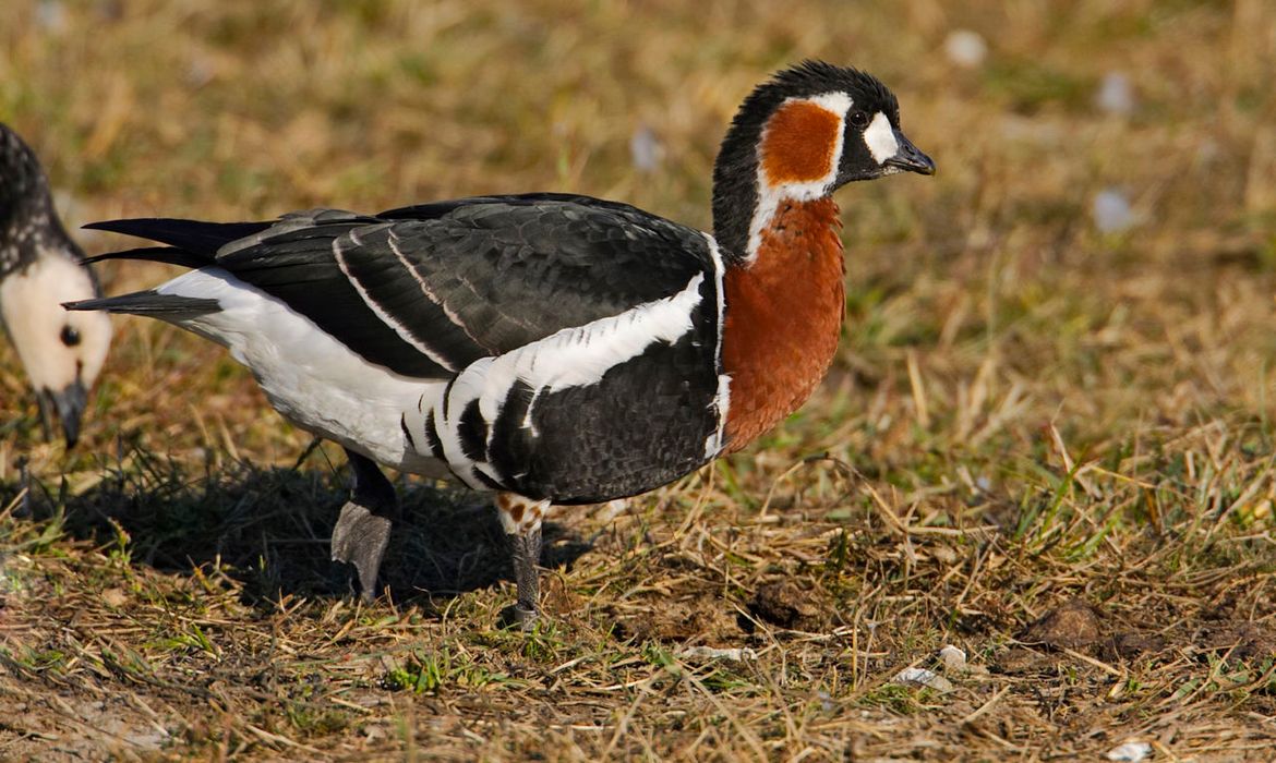 Roodhalsgans | Vogelbescherming