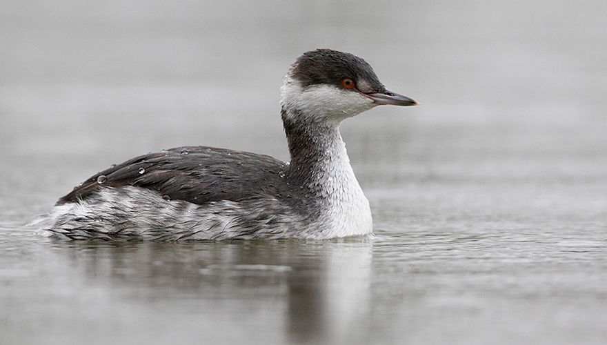 Winterse duikvogels: futen en duikers | Vogelbescherming