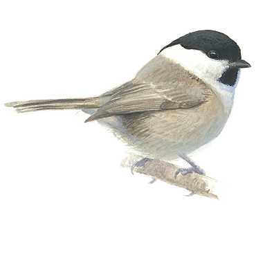 Matkop | Vogelbescherming