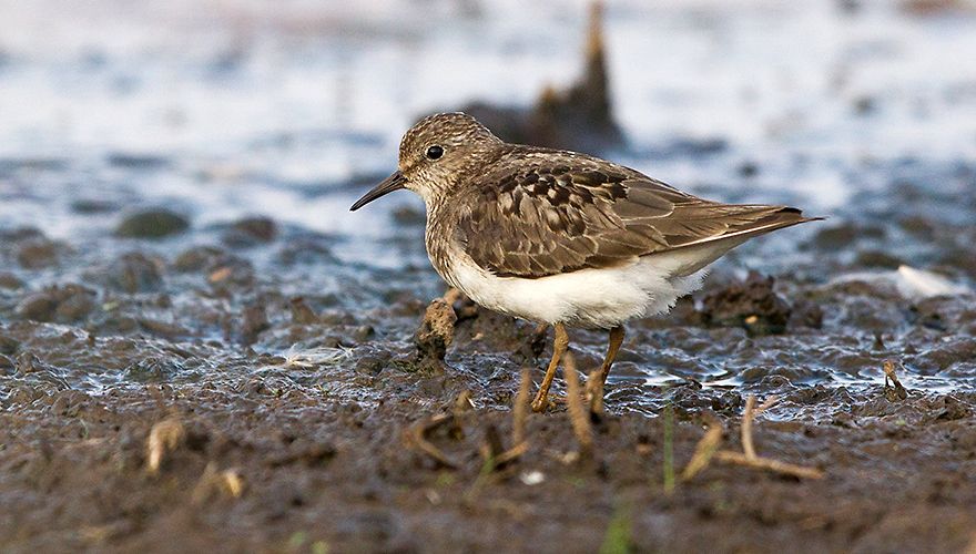 Gevangen door eb en vloed: ‘zomerse’ strandlopers herkennen ...