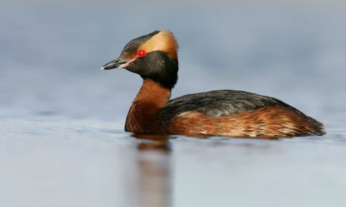 Kuifduiker | Vogelbescherming
