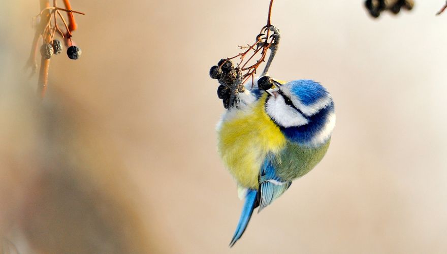 3 keer wat u nog niet wist over de pimpelmees | Vogelbescherming