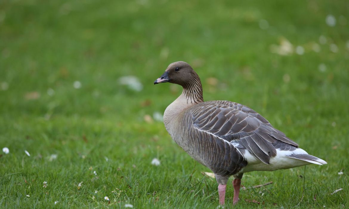 Kleine rietgans | Vogelbescherming