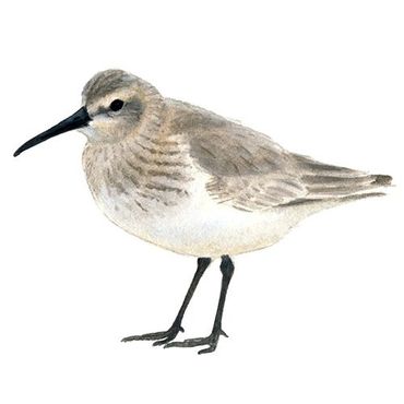 Bonte strandloper | Vogelbescherming