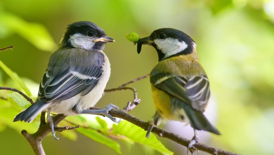 Even voorstellen: koolmees | Vogelbescherming