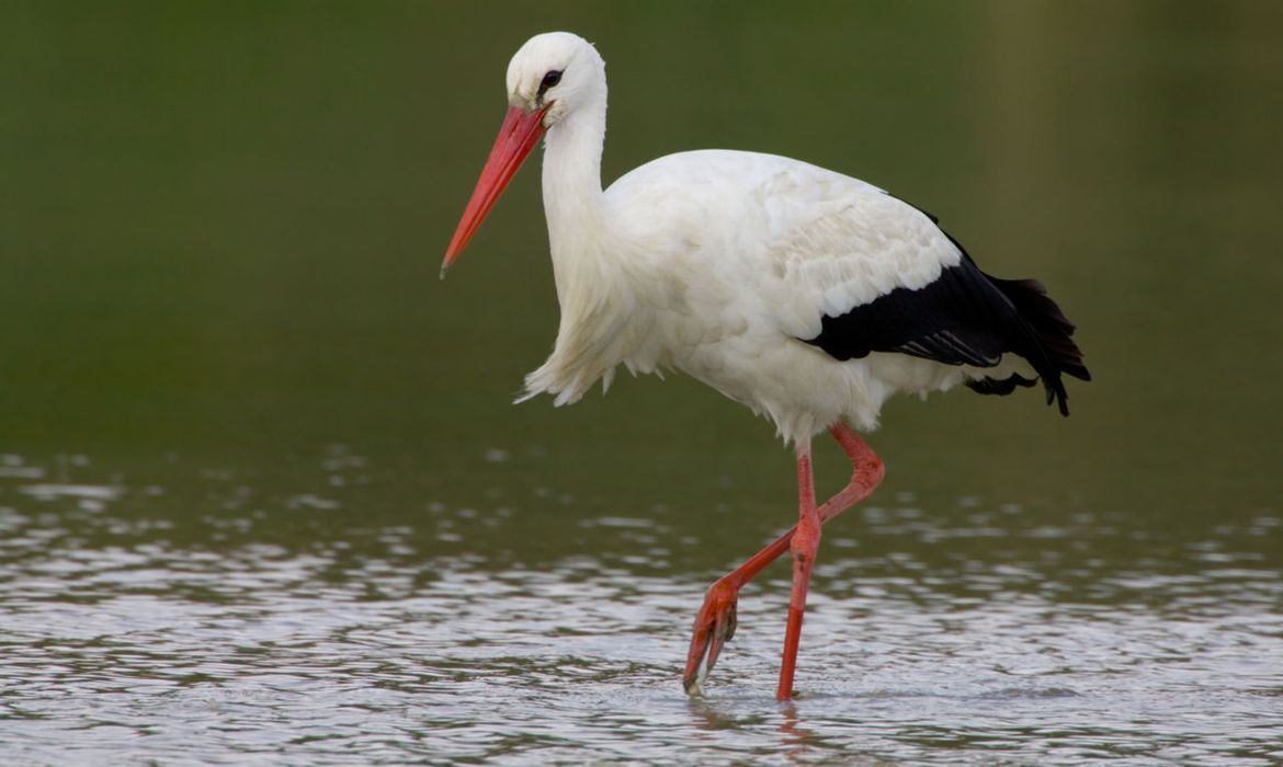 Ooievaar | Vogelbescherming