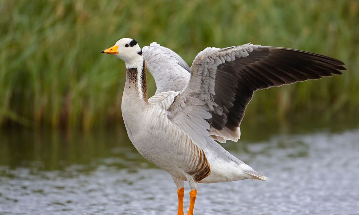 Indische Gans | Vogelbescherming