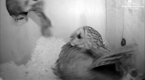 Bosuil | Vogelbescherming.nl