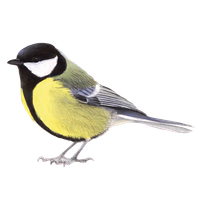 Pimpelmees | Vogelbescherming