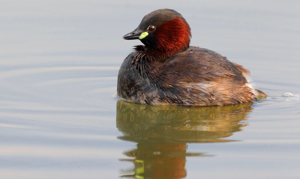 Dodaars | Vogelbescherming