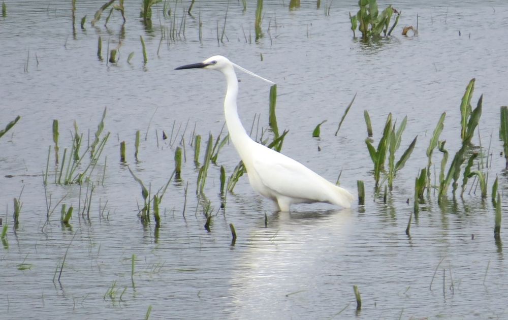 Witte reigers | Vogelbescherming