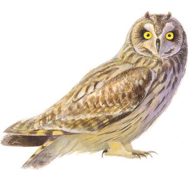 Velduil | Vogelbescherming