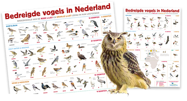 Rode lijst van Nederlandse broedvogels | Vogelbescherming