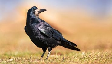 Zwarte kraai vs. raaf | Vogelbescherming