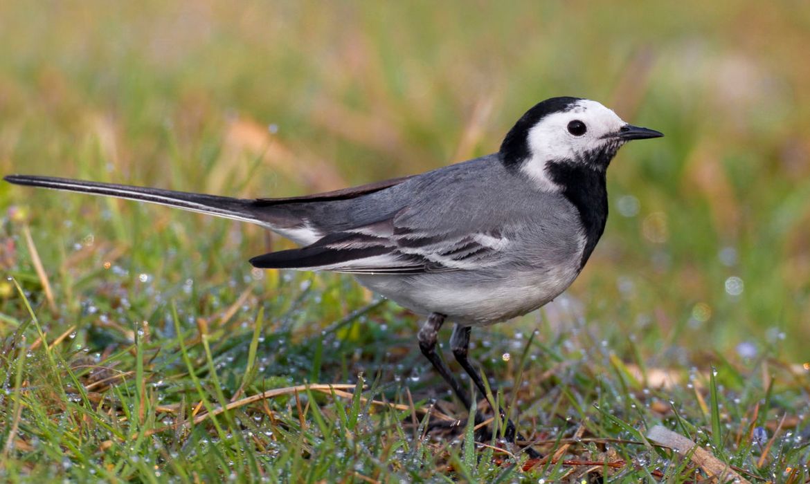 Witte kwikstaart | Vogelbescherming.nl