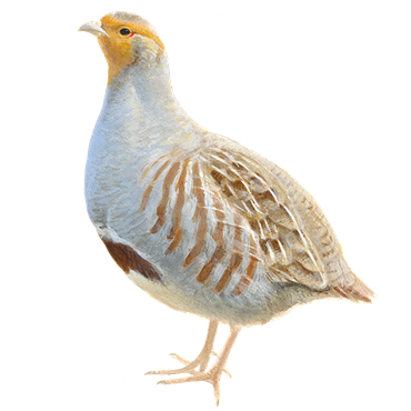 Patrijs | Vogelbescherming