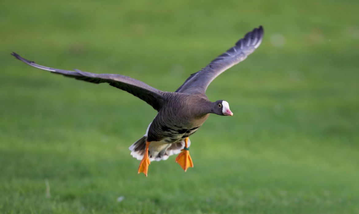 Dwerggans | Vogelbescherming