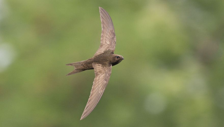 Even voorstellen: de gierzwaluw | Vogelbescherming