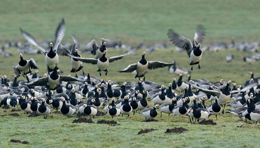 Geheimen van de brandgans | Vogelbescherming