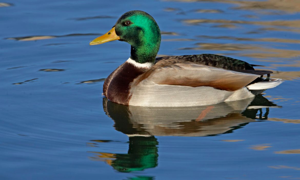Wilde Eend Vogelbescherming