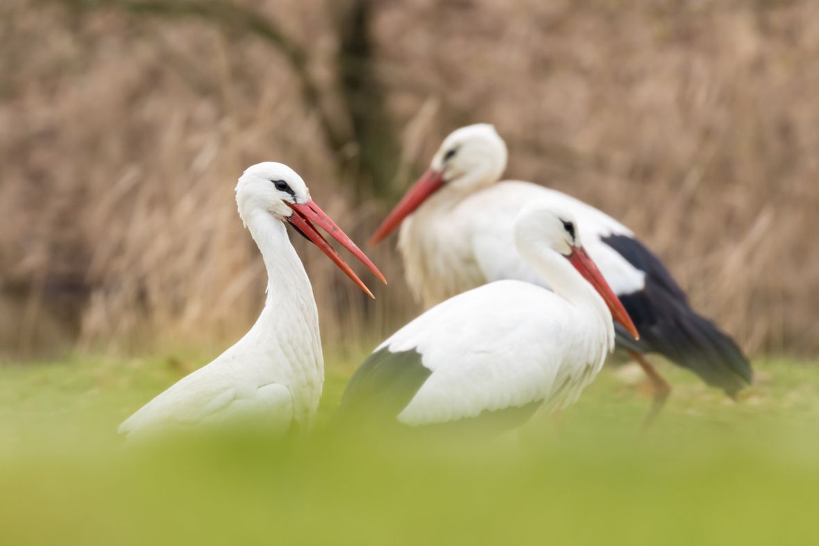 Ooievaars | Vogelbescherming