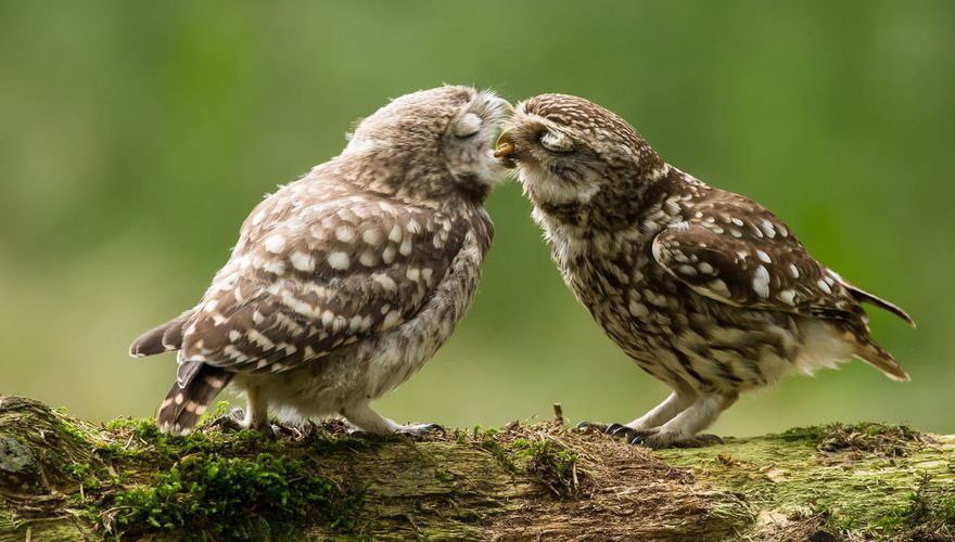 Even voorstellen: de steenuil | Vogelbescherming