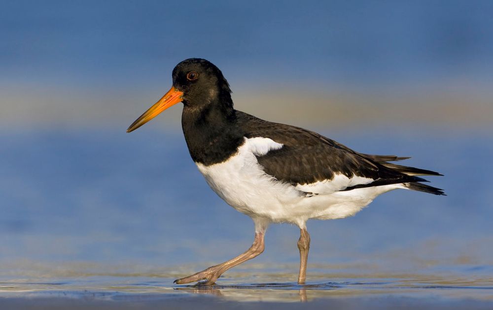 Scholekster | Vogelbescherming