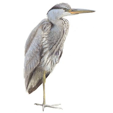 Blauwe reiger | Vogelbescherming