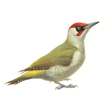 Groene specht | Vogelbescherming